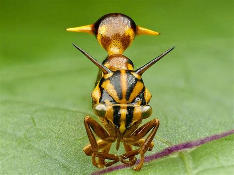 Wasp Mimicking Treehopper Heteronotus Vespiformes Membracidae Insectos