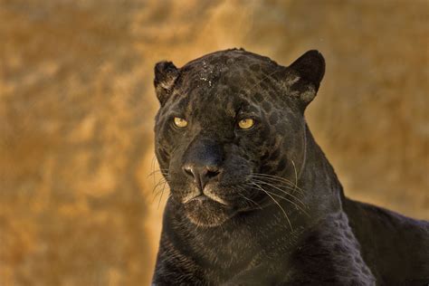 Black Spotted Jaguar Cats