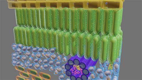 Cross Section Of Leaf 3d Model By Scienceanimation
