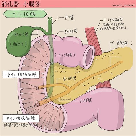 くるみ解剖イラスト 気管・肺まとめ② 〜肺〜 参考資料 ＊人体の正常構造と機能 改訂第3版 日本医事新報社 2017年 ＊グレイ解剖