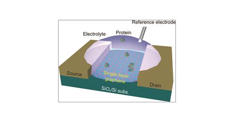 Electrolyte Gated Graphene Field Effect Transistors For Detecting Ph And Protein Adsorption