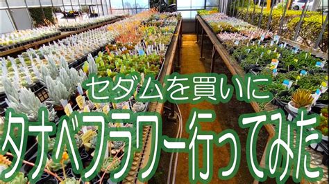 セダムを買いにタナベフラワー行ってみた YouTube