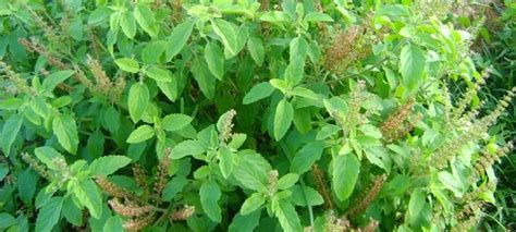 Advantages And The Importance Of Tulsi Ritiriwaz