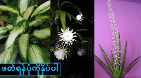 အိမ္မွာစိုက္မိရင္ လူခိုက္တတ္တဲ့ ဂမုန္း ၃ မ်ိဴး ဗဟုသုတအျဖစ္ ျပန္လည္ မ်ွေ၀ေပးလိုက္ပါတယ္