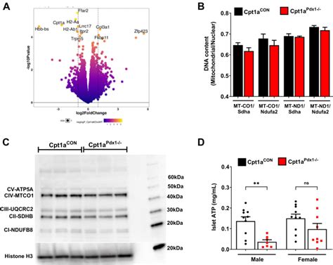 Pancreatic Expression Of Cpt1a Is Essential For Whole Body Glucose