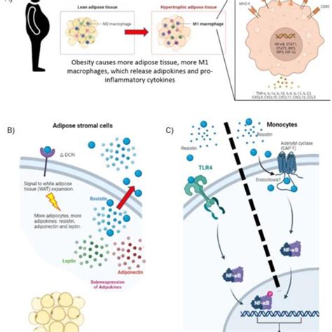 Blocking The Interaction Between Resistin And Their Receptors Δ Dcn Download Scientific