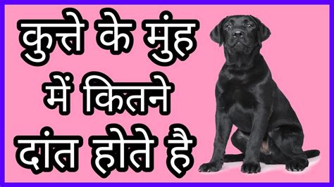 Kutte Ke Muh Me Kitne Dant Hote Hain कुत्ते के मुंह में कितने दांत