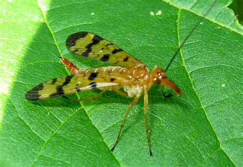 Bug With Long Nose Mouth Panorpa Insolens BugGuide Net