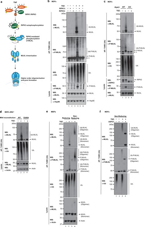 Ubiquitylation Of Mlkl Requires Ripk3 Mediated Phosphorylation A Download Scientific Diagram