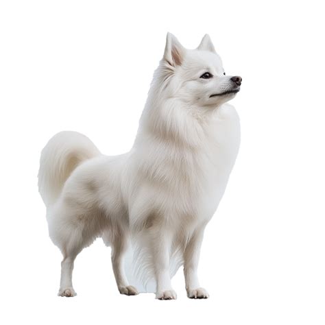 Steckbrief Deutscher Spitz German Spitz Infos Zur Hunderasse