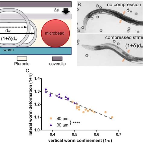 Characterization Of Different Pluronic Pf127 Solutions A Pf127