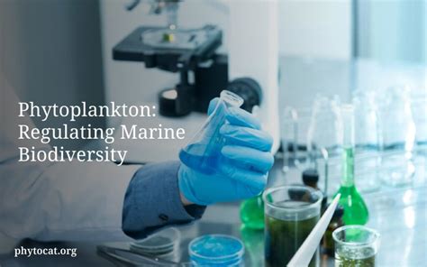 Understanding Phytoplanktons Photosynthesis Process