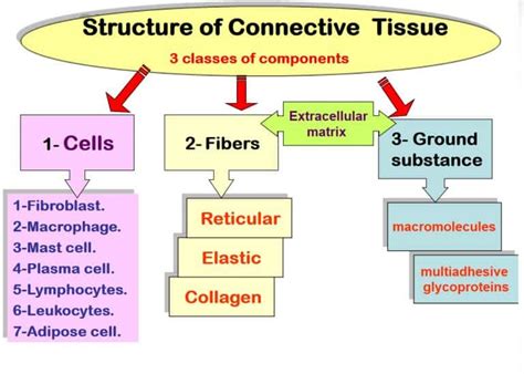 Connective Tissue Types Examples And Functions Laboratoryinfo Com My