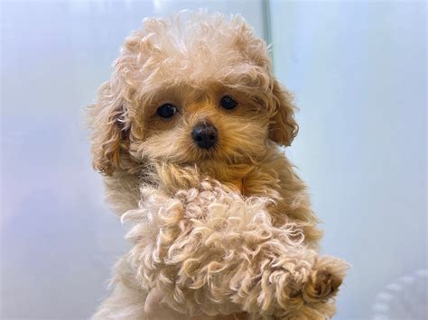 말티푸 호두 포메라니안성격 말티즈성격 말티푸성격 푸들성격 먼치킨성격 랙돌성격 브리티쉬숏헤어성격 스코티쉬폴드성격 러시안블루성격 강아지성격 고양이성격 털안빠지는비숑프리제 털안