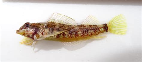 ヘビギンポ科の魚 WEB魚図鑑
