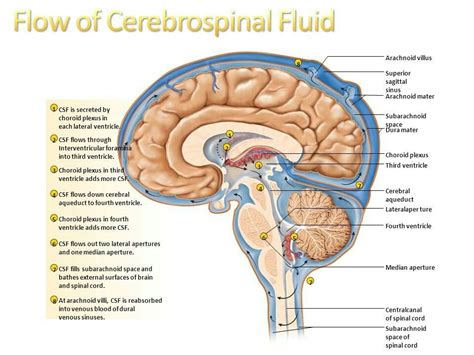 Pin By Elise Fengler On Athletic Training Cerebrospinal Fluid Brain