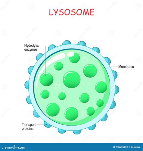 Plant Cell Diagram With Lysosomes Structure Cell Diag