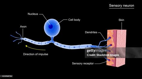 Sensory Neuron Diagram Labeled
