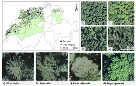 Individual Tree Crown Detection And Species Identification In Heterogeneous Forests Using Aerial