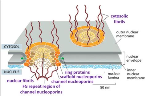 Lecture Protein Sorting Flashcards Quizlet