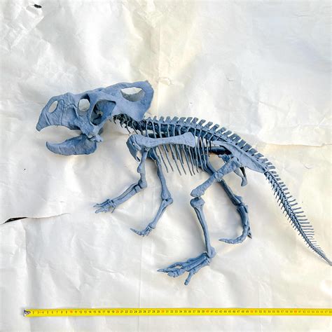 Protoceratops Type Of Skeleton