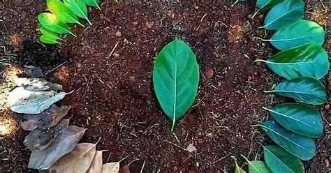 Which Leaf Below Is Your Life Now At Album On Imgur