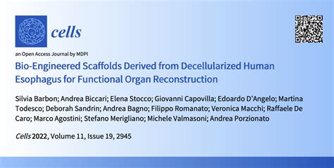 Bio Engineered Scaffolds Derived From Decellularized Human Esophagus