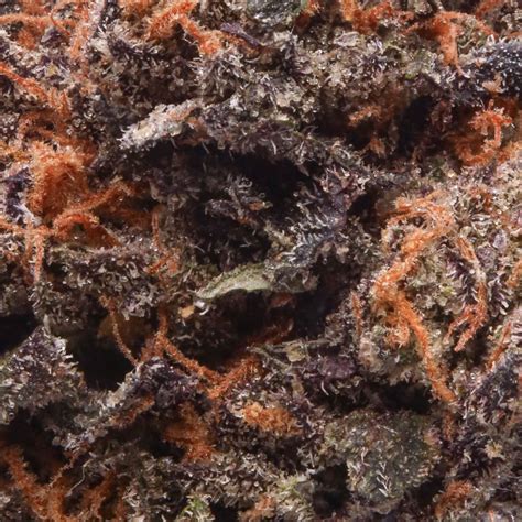 Stilo Siamese Twins Thca Flower 8th Strain Hybrid