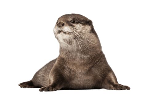 Sea Otter Webcam Live From Georgia Aquarium Visit Today
