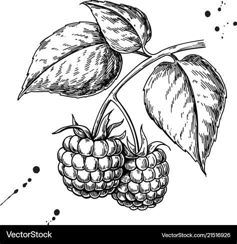 Isolated Raspberry Branch Sketch Royalty Free Vector Image