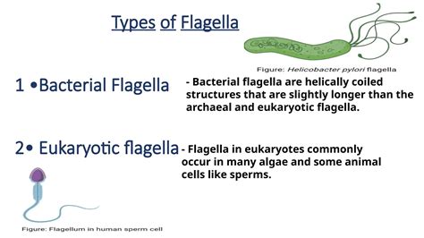 Cell Biology Flagella Motility Ppt By Neha Pptx
