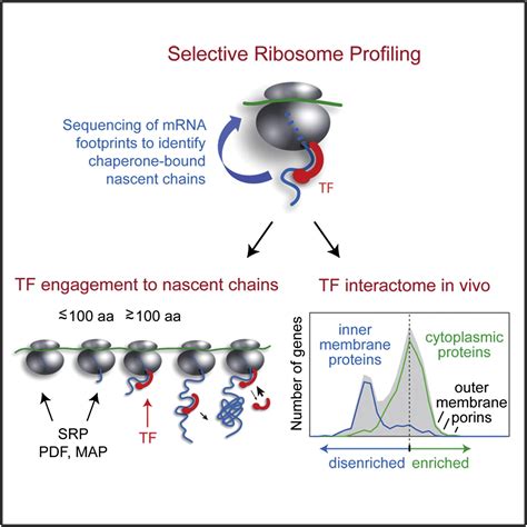Selective Ribosome Profiling Reveals The Cotranslational Chaperone