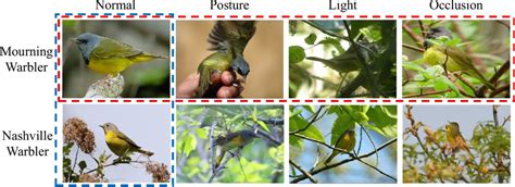 Examples From The Cub 200 2011 Dataset The Visual Appearances Of Two Download Scientific