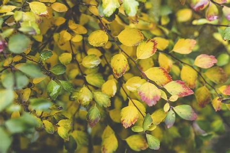 Tree With Yellow Foliage Visit Free Photo Rawpixel