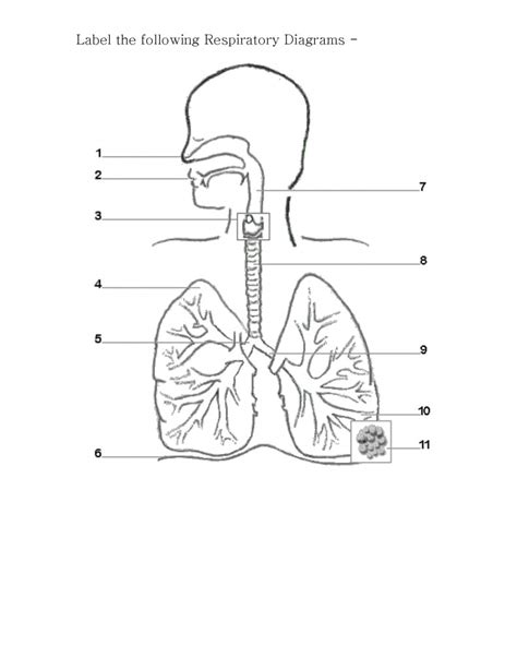 Respiratory System Diagram Biology Unit Test Prep Diagram Quizlet