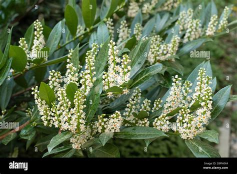 Flowering Cherry Laurel In Springtime A Poisonous Evergreen Shrub In