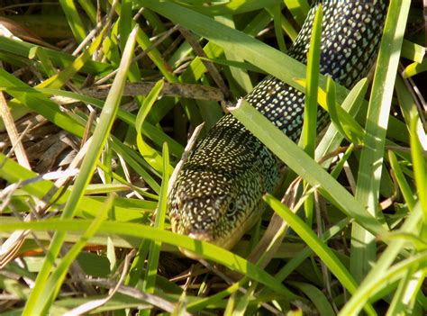 Eastern Glass Lizard Edisto Island Open Land Trust South Carolina