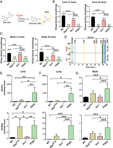 Pg9v Mice Exaggerated Gcase Activity Reduction And Substrate