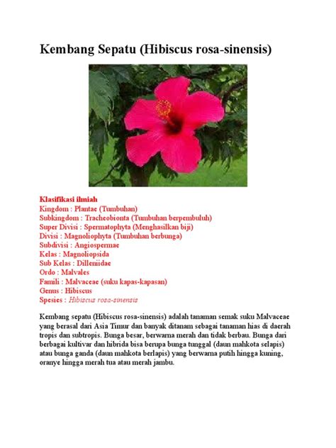 Morfologi Dan Struktur Bunga Kembang Sepatu Pdf