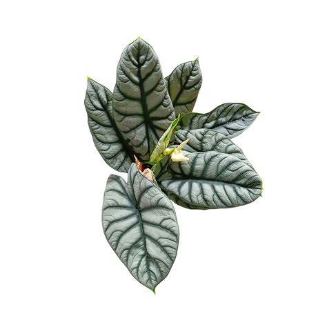 Real Plants Alocasia Silver Dragon Indoor Plant Green Plant Tissue