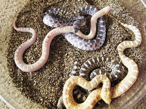 Pet Gopher Snake What You Need To Know Before Getting One Vital Frog