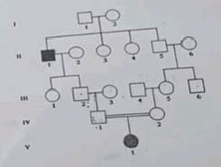 The Image Contains A Pedigree Chart Showing StudyX