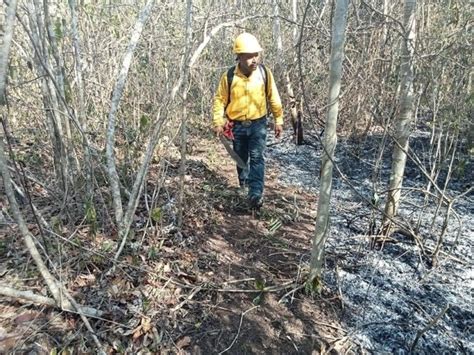 Concluye Temporada De Incendios Forestales En Quintana Roo Sema La
