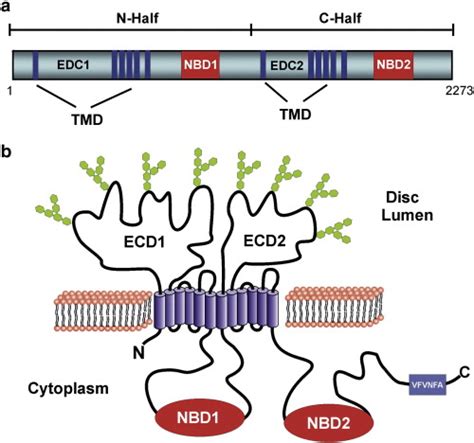Abca4 Ocular Transmembrane Protein Uvm Genetics And Genomics Wiki Fandom Powered By Wikia