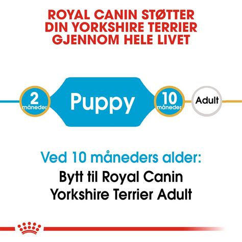 Yorkshire Terrier Puppy | Royal Canin NO