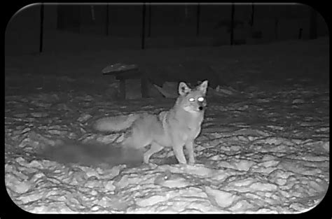 Evaluating Sex Differences In Behavioral Responses To Social Scents In Coyotes Usu