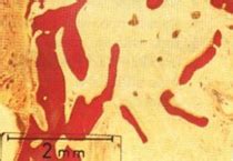 硬组织切片染色 硬组织切片染色 北京天地合创科技有限公司
