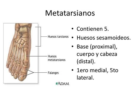 Ppt Osteolog ía Y Articulaciones Del Miembro Inferior Powerpoint