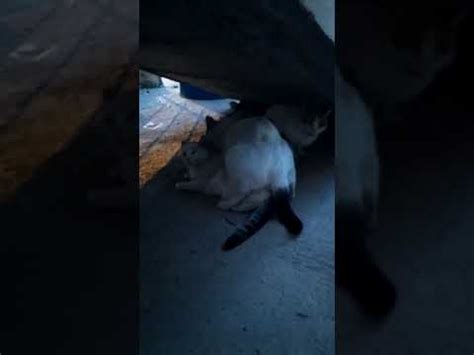 سکس دسته جمعی گربه های ماده صف بستن YouTube