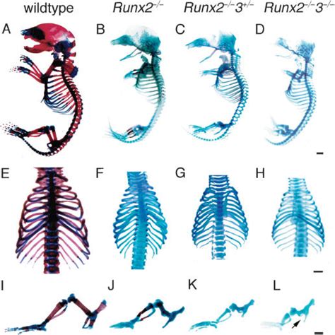 Runx2 And Runx3 Are Essential For Chondrocyte Maturation And Runx2
